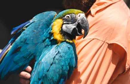 Whitewater Golf Course | Horseshoe Bay Resort