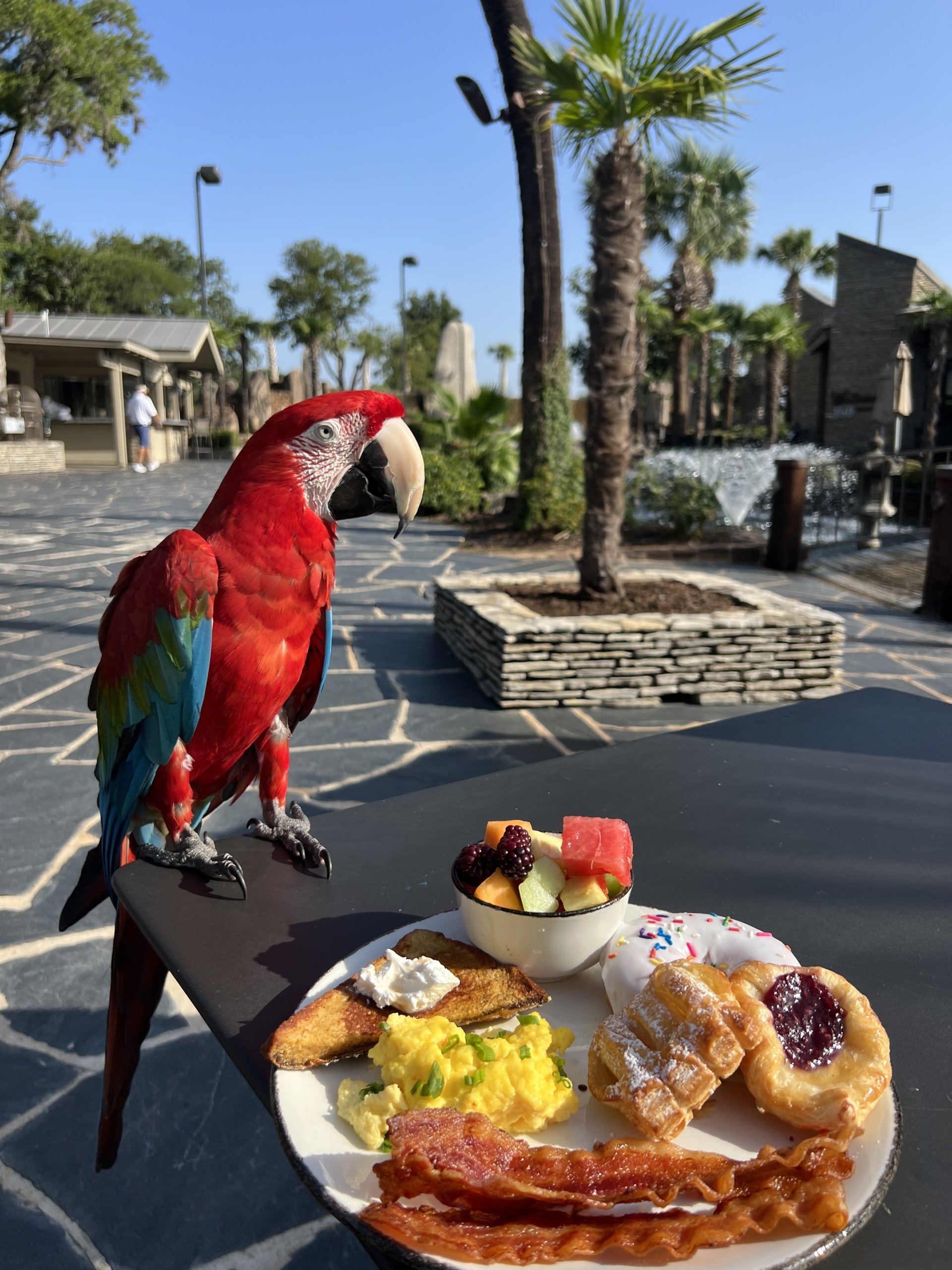 Breakfast with the Birds - Horseshoe Bay Resort
